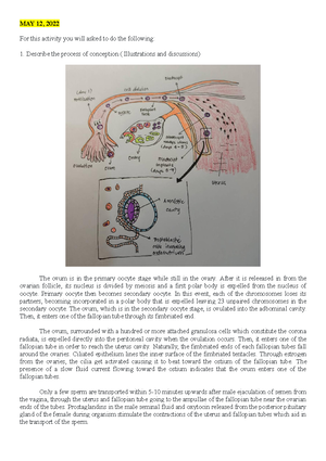 Muscles of the Tongue - Geniohyoid (innervated by: Hypoglossal Nerve ...
