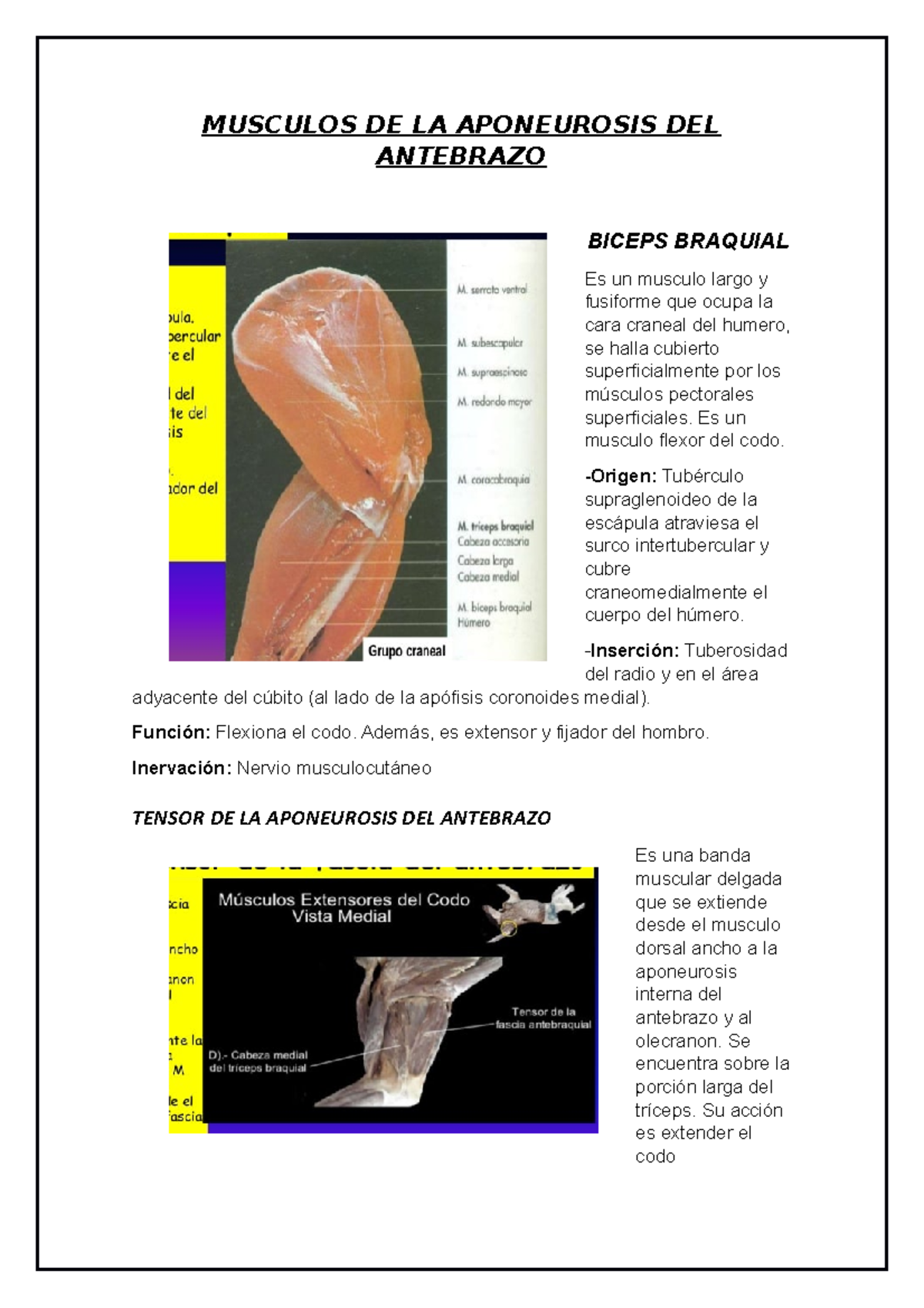 Musculos DE LA Aponeurosis DEL Antebrazo - Anatomía Veterinaria - UAGRM ...