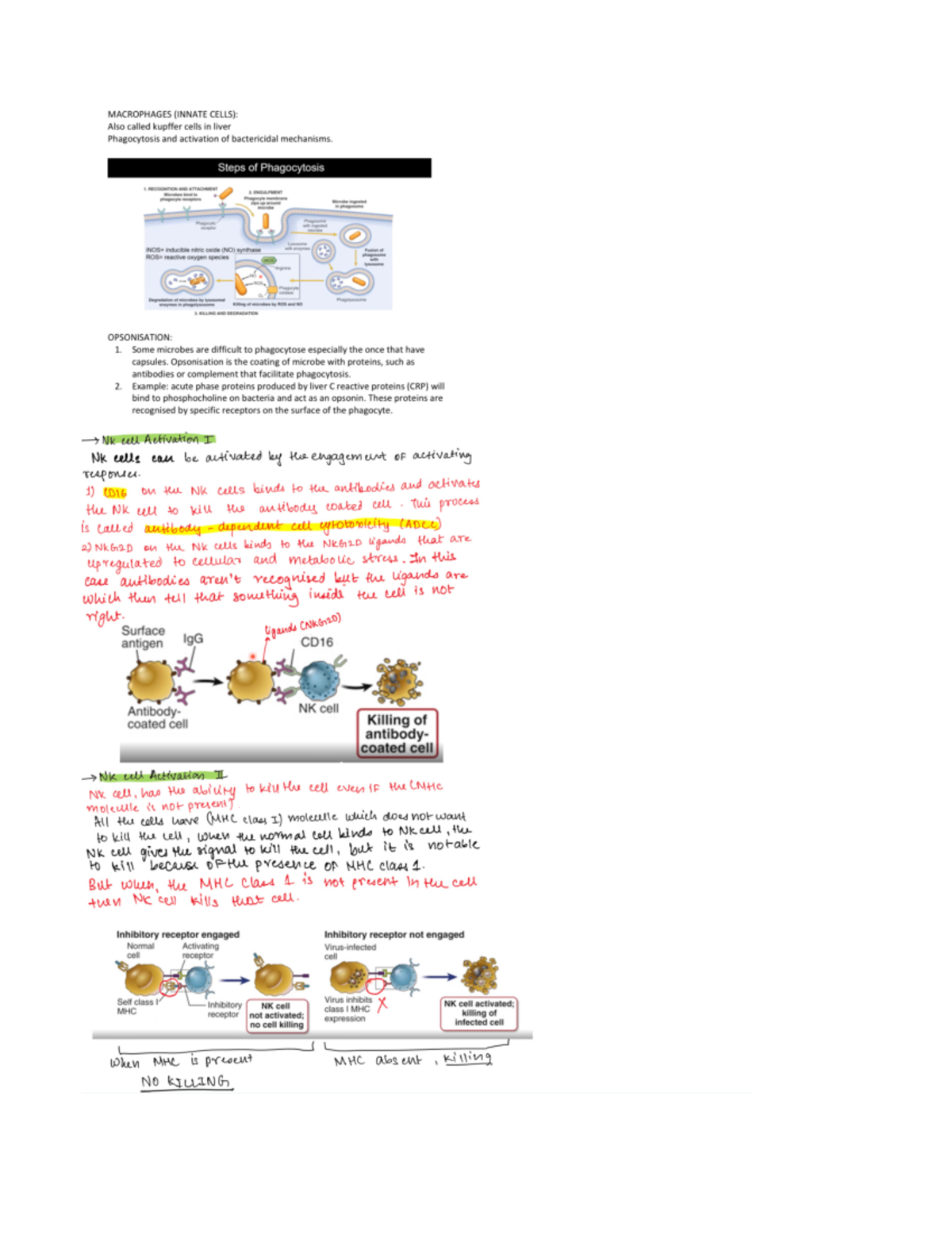 Note Jan 3, 2023 - immunology handwritten notes - UM1010 - Studocu