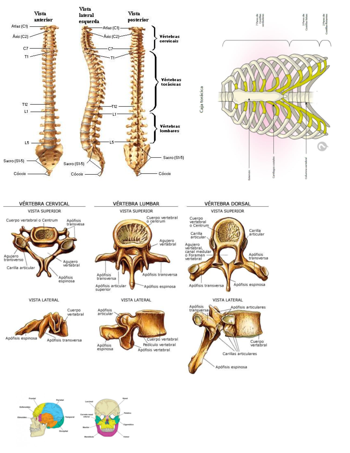 Estructuras anatomicas - Anatomía - Studocu