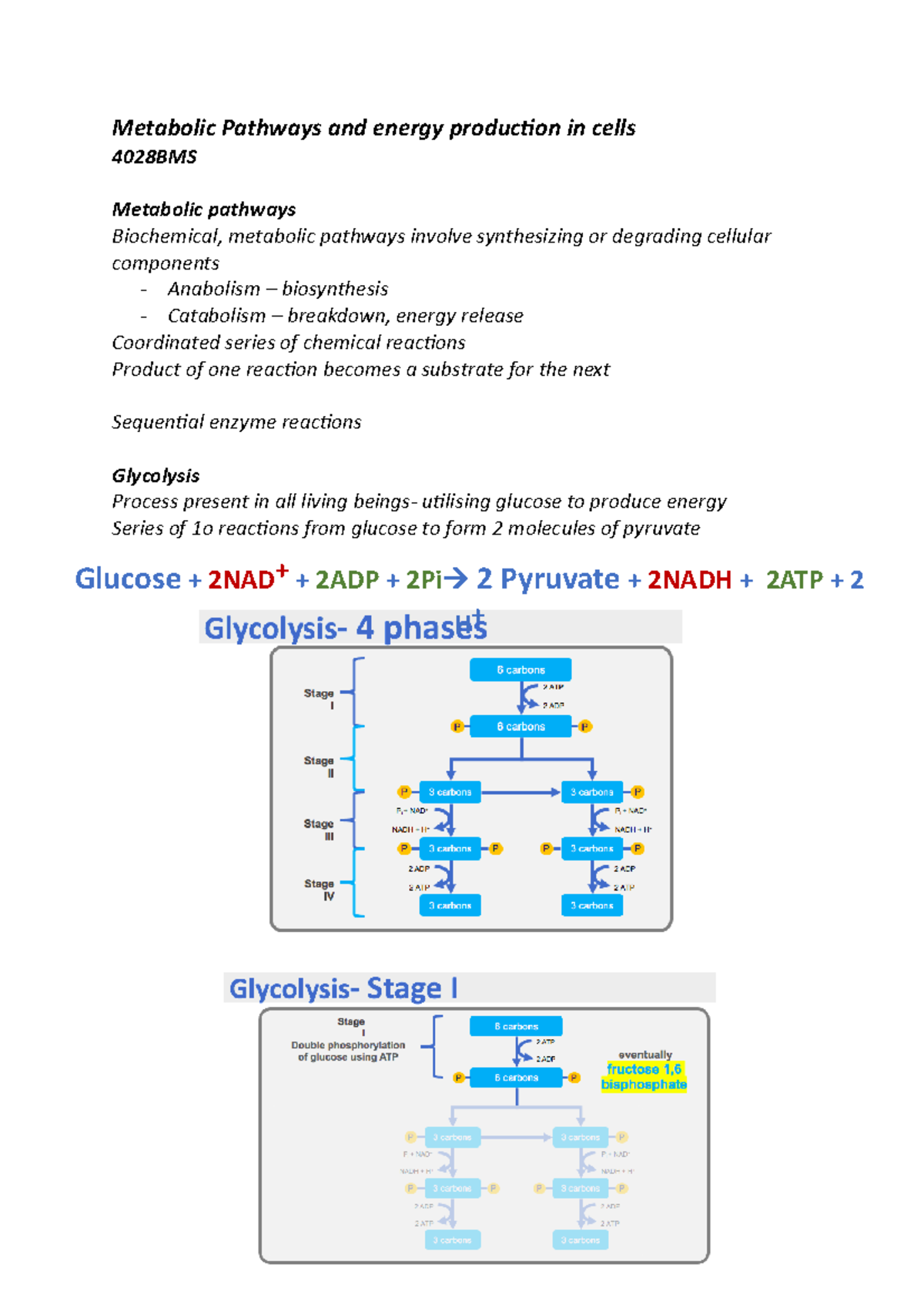 Week 6 Metabolic Pathways and energy production in cells - Metabolic ...