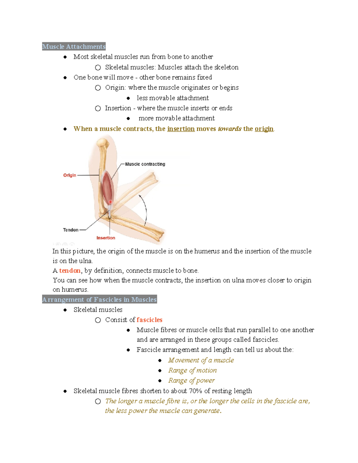 Chapter 11 Muscles of the Body - Muscle Attachments Most skeletal ...