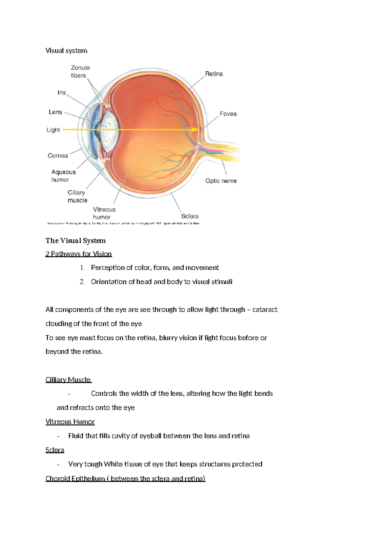Visual System Lecture Notes Visual System The Visual System 2 Pathways For Vision 1