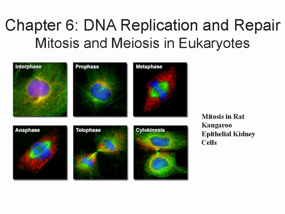 Ch 6 DNA Replication - Chapter 6: DNA Replication and Repair Mitosis ...