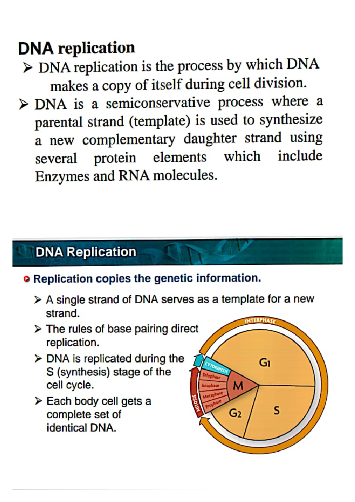 DNA replication in prokaryotes - Microbiology Outline - Studocu