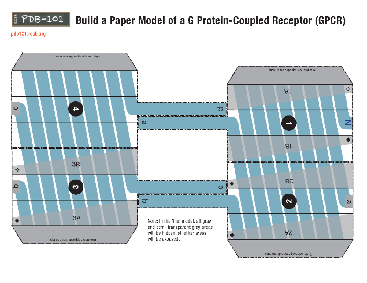 Gpcr-template - pdb101.rcsb Build a Paper Model of a G Protein-Coupled ...
