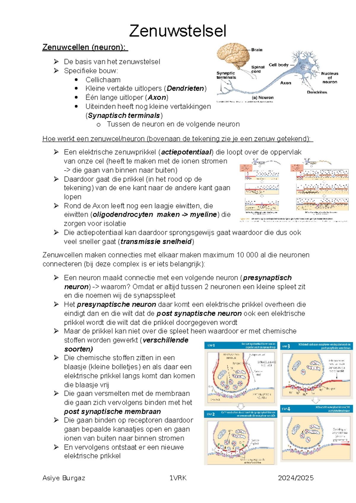 Zenuwstelsel - Zenuwcellen (neuron): De basis van het zenuwstelsel ...