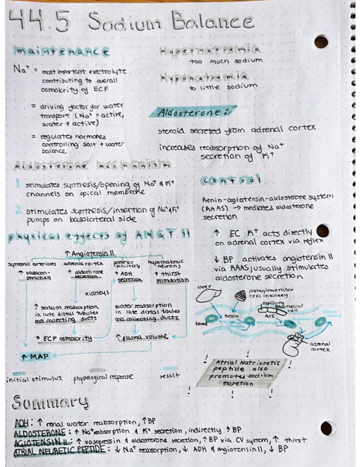 44.5 Sodium Balance - BIO 152 - Studocu