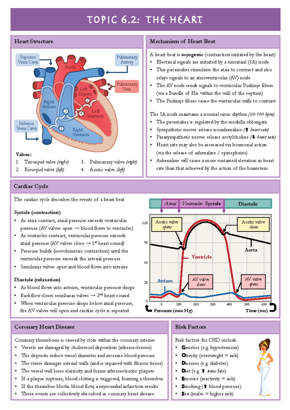 6.2 The Heart - Cardiac Cycle The cardiac cycle describes the events of ...