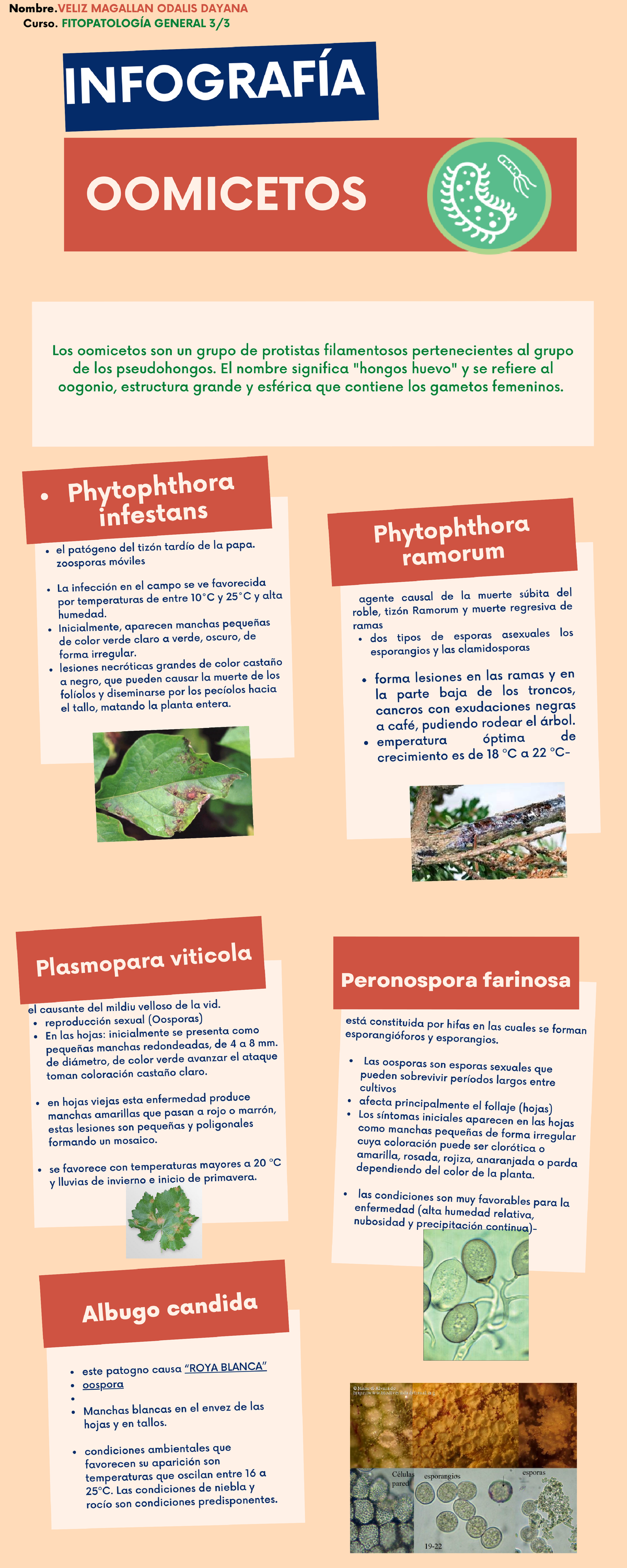 Infografía Oomicetos - Fitopatologia General - Studocu