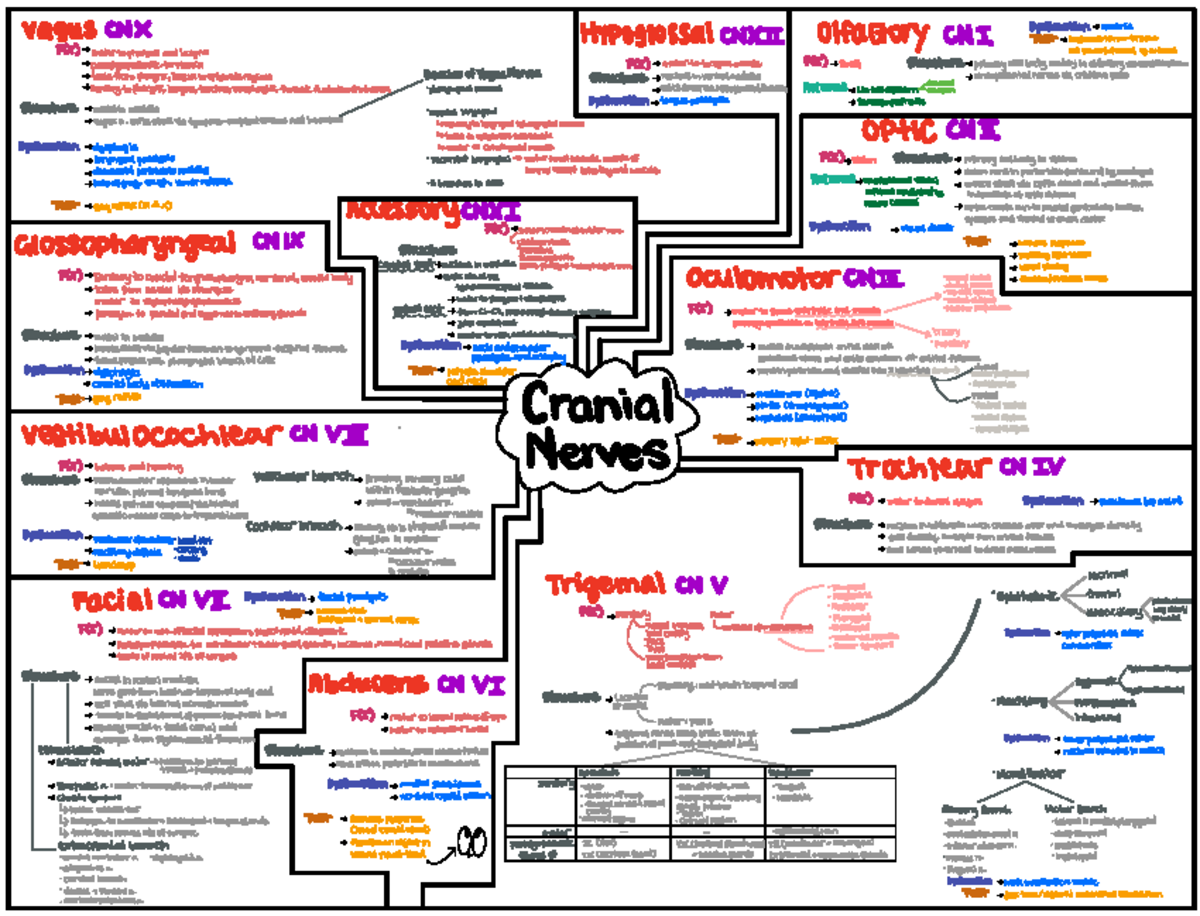 Cranial Nerve Mind Map - Mappa sui nervi cranici in inglese ...