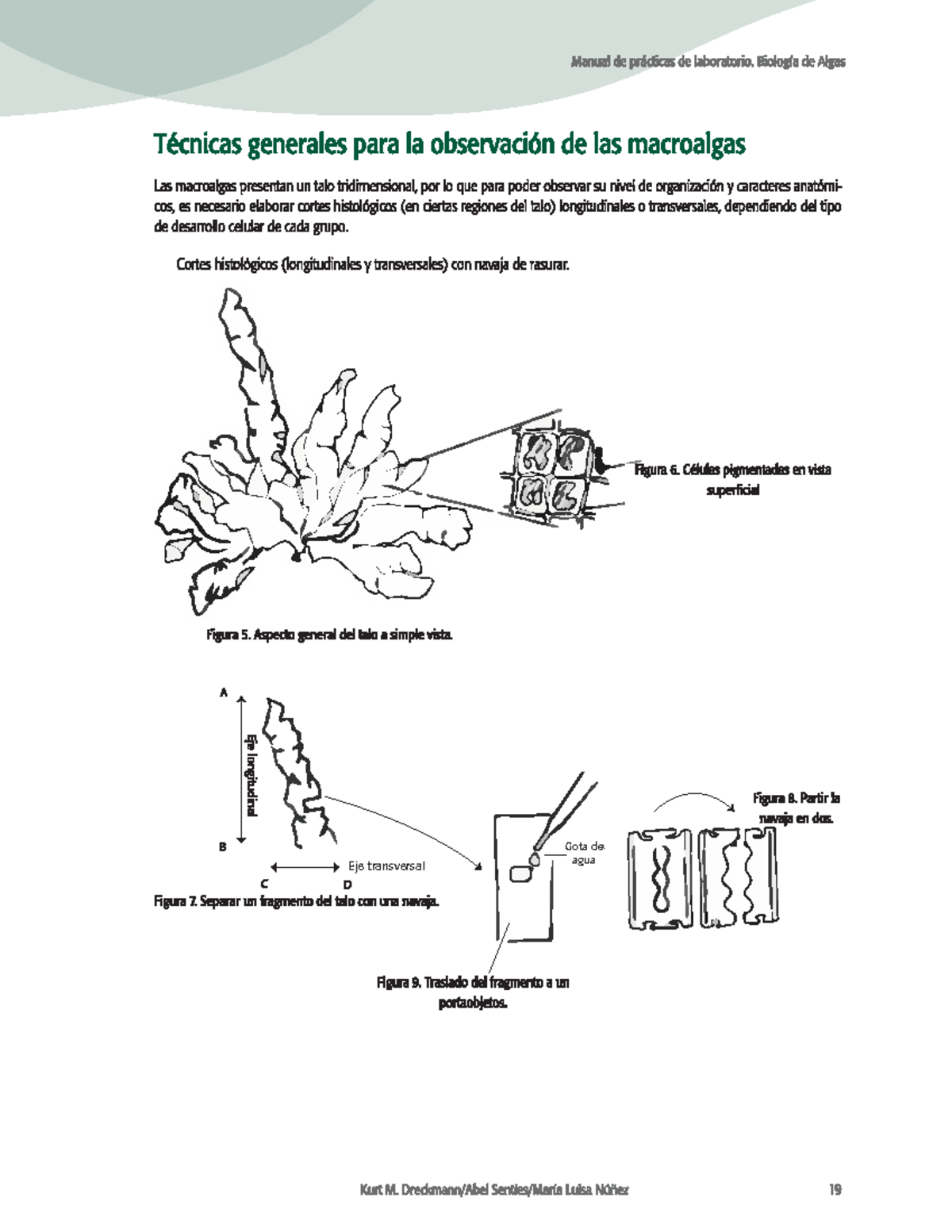 Ficologia - Observacion microscopica macroalgas - Figura 6. Células ...