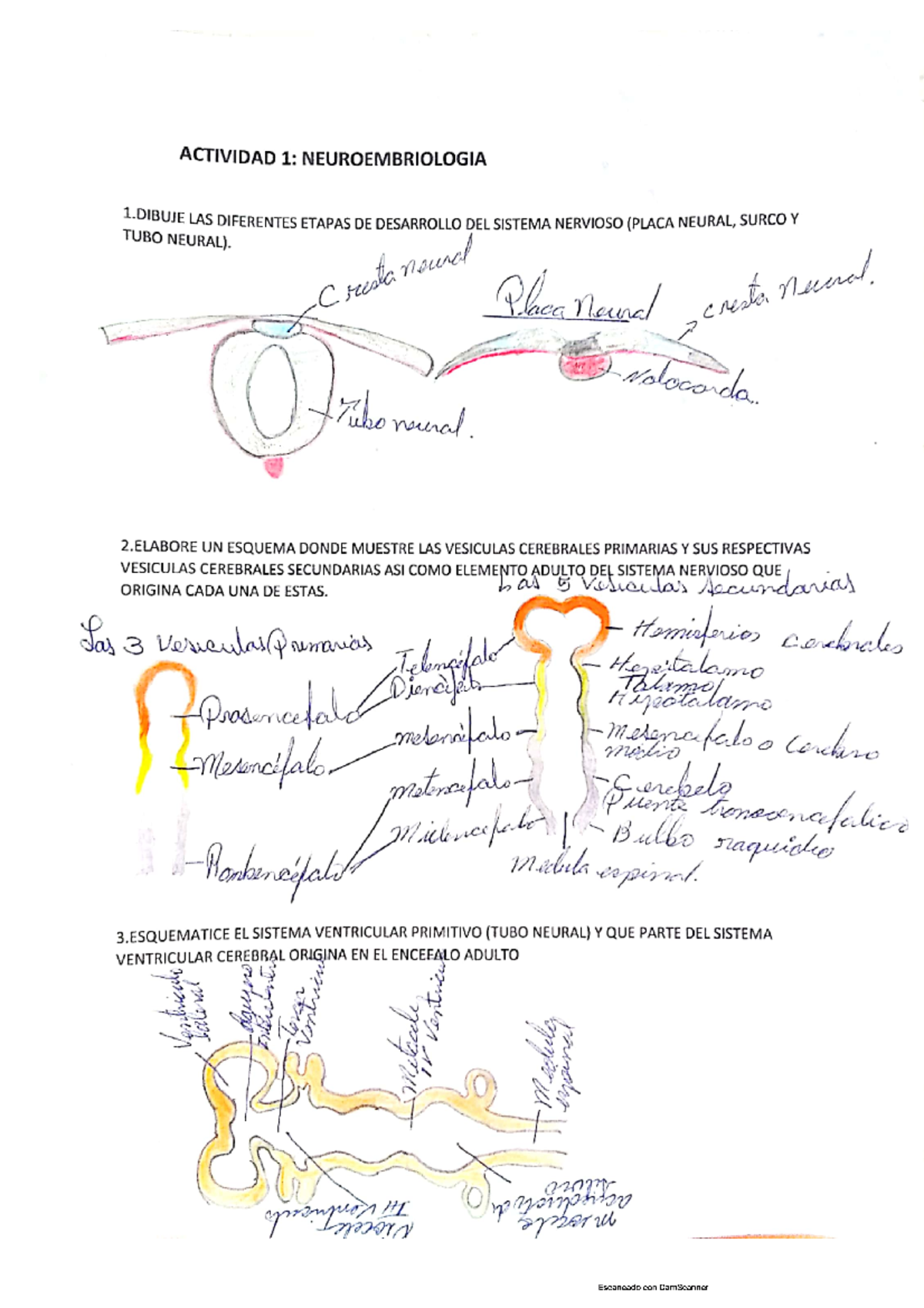 Dismery De Dios Arias 100086250 - ACTIVIDAD 1: NEUROEMBRIOLOGIA 1 ...
