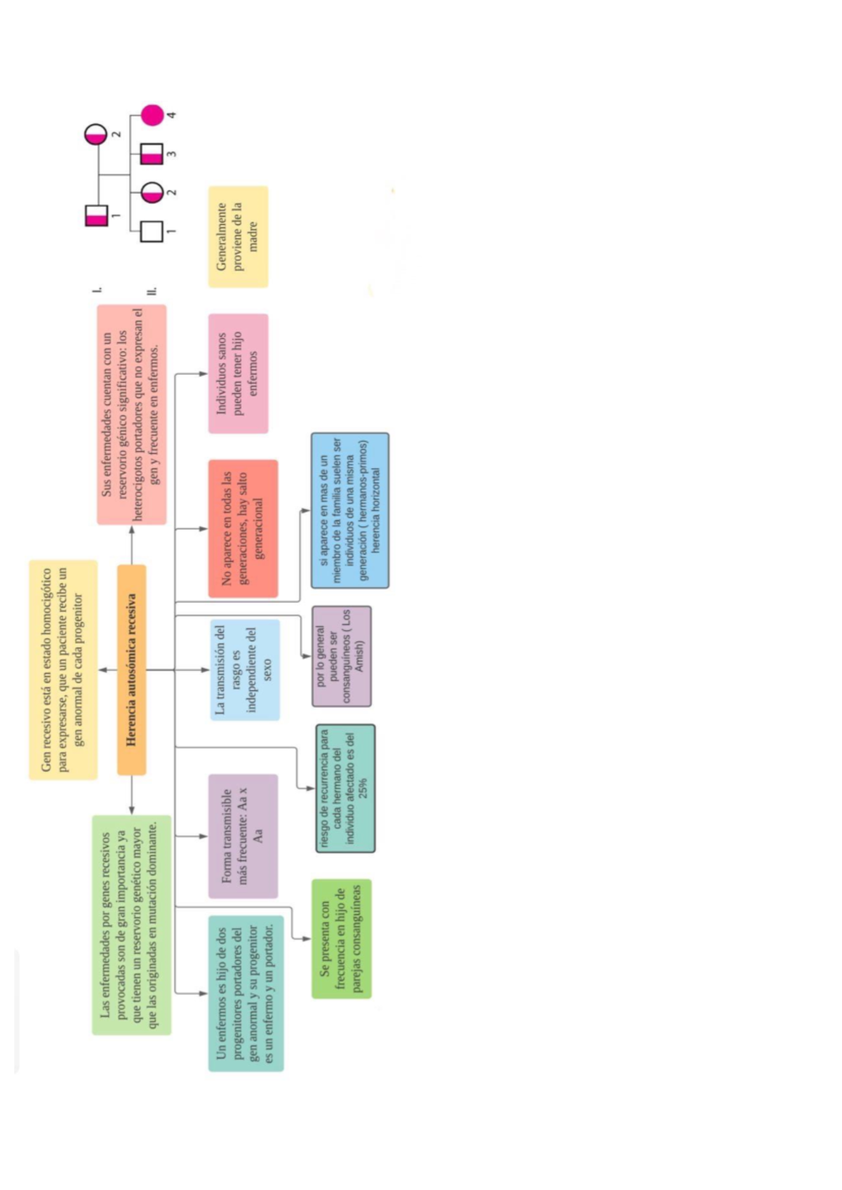 Mapa grupal genetica - Genética Medica - Studocu