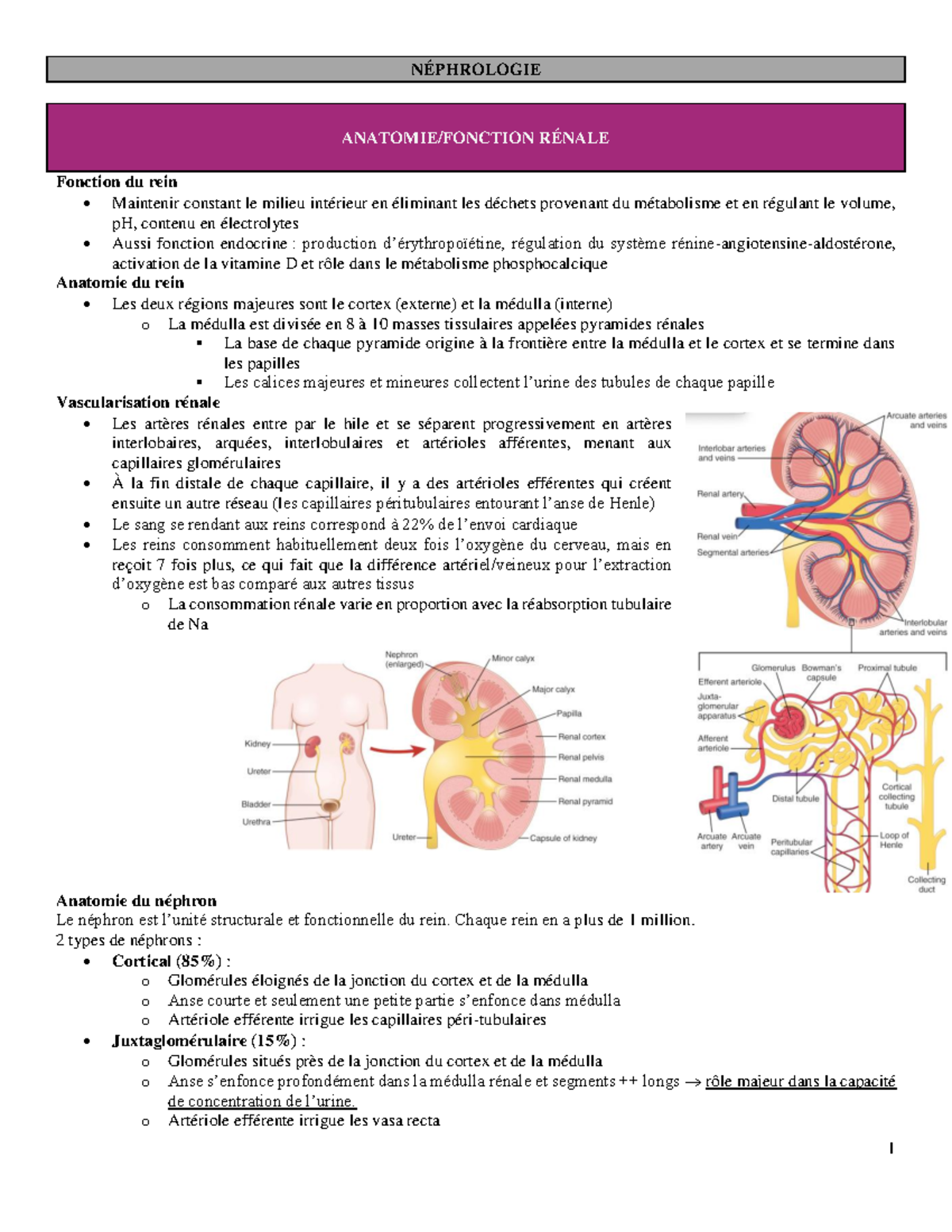 Néphrologie - en préparation aux examens - NÉPHROLOGIE ANATOMIE ...