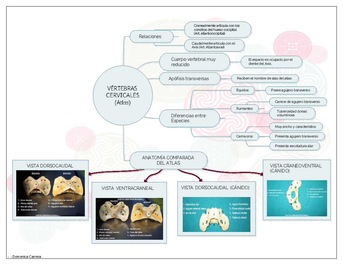 MAPA vertebras cervicales - VÉRTEBRAS CERVICALES (Atlas) Relaciones ...