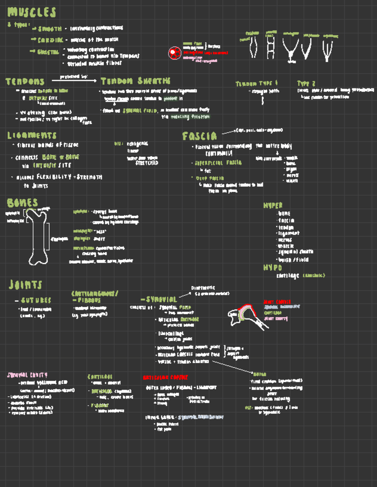 MSK Notes Chapter 1 - MUSCLES 3 types :, SMOOTH-involuntary ...