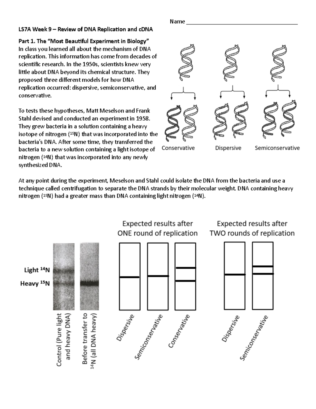 Week 9 DNA Replication and c DNA Worksheet - Name ...