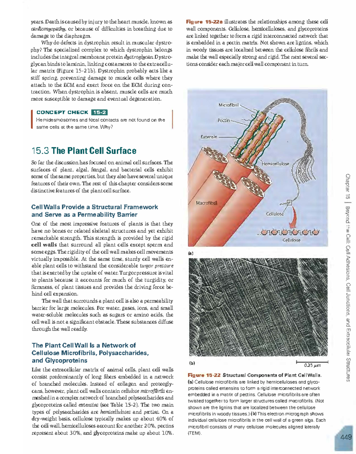 CELS 191 practice - years. Death is caused by injury to the heart ...