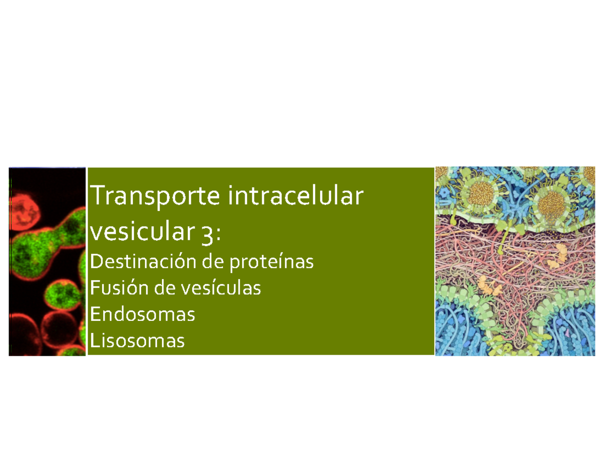 Clase 17 Transporte intracelular vesicular 3 - Clase III Mecanismos de ...