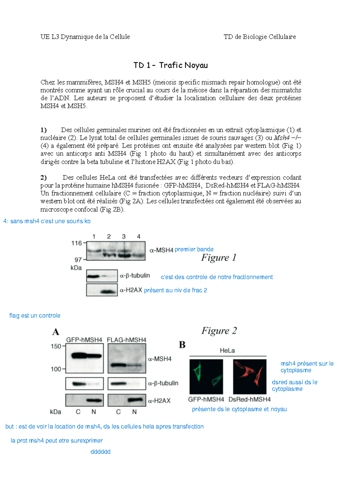TD 3 trafic noyau - UE L3 Dynamique de la Cellule TD de Biologie Cellulaire TD 1 – Trafic Noyau ...