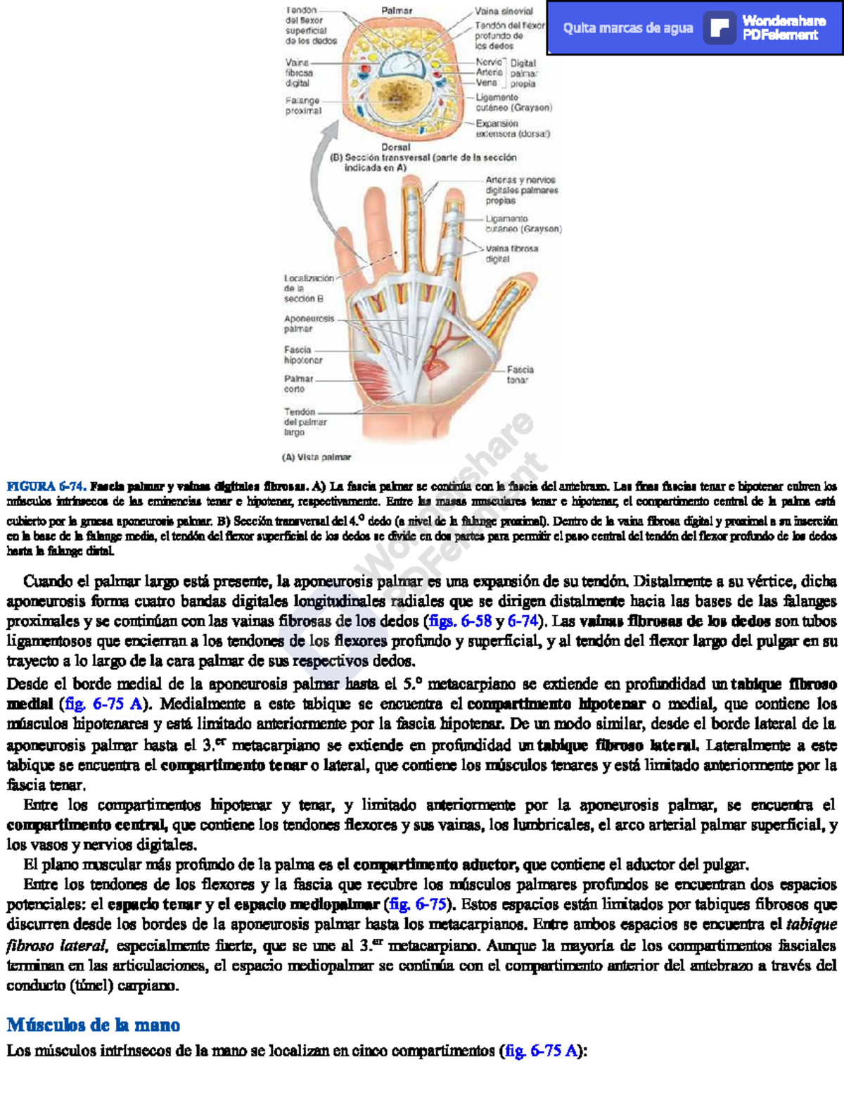 falanges de la mano y el pie, mas su fisiología. Detallado ...