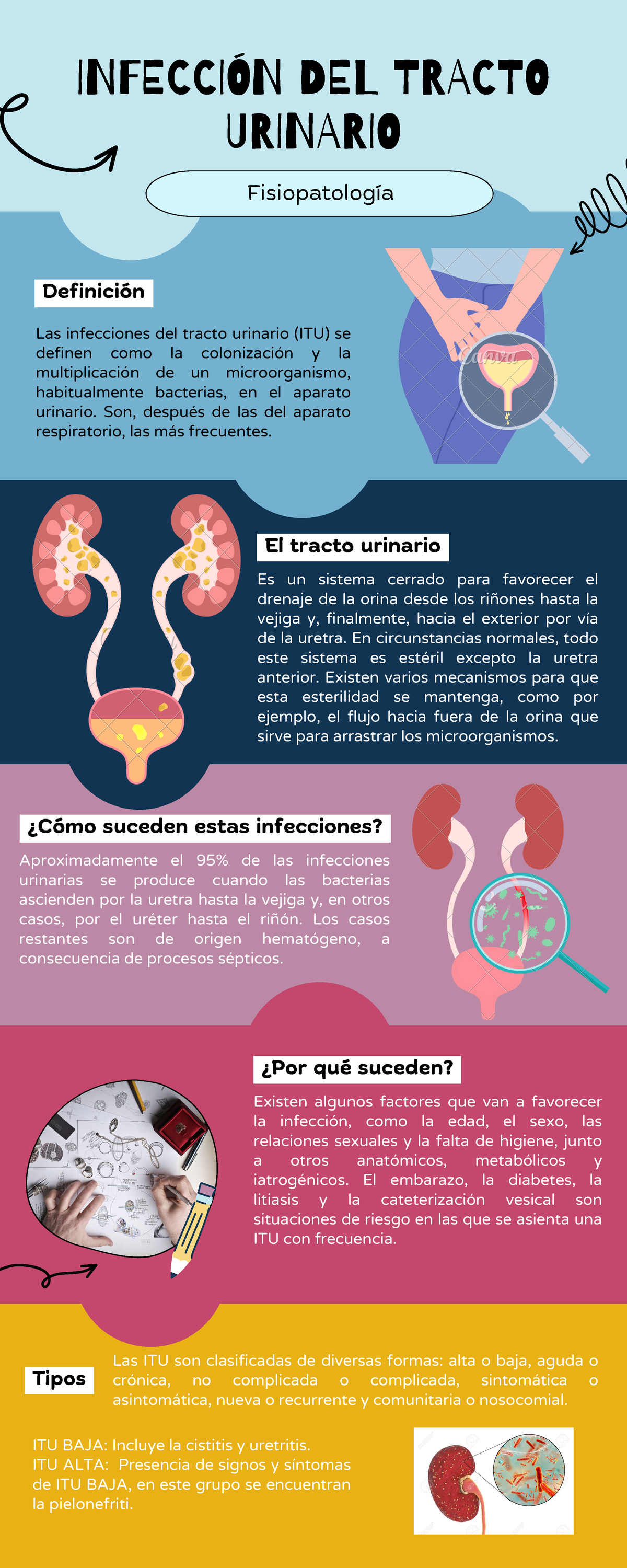 Infección del tracto urinario (itu) - Fisiopatología INFECCIÓN DEL ...