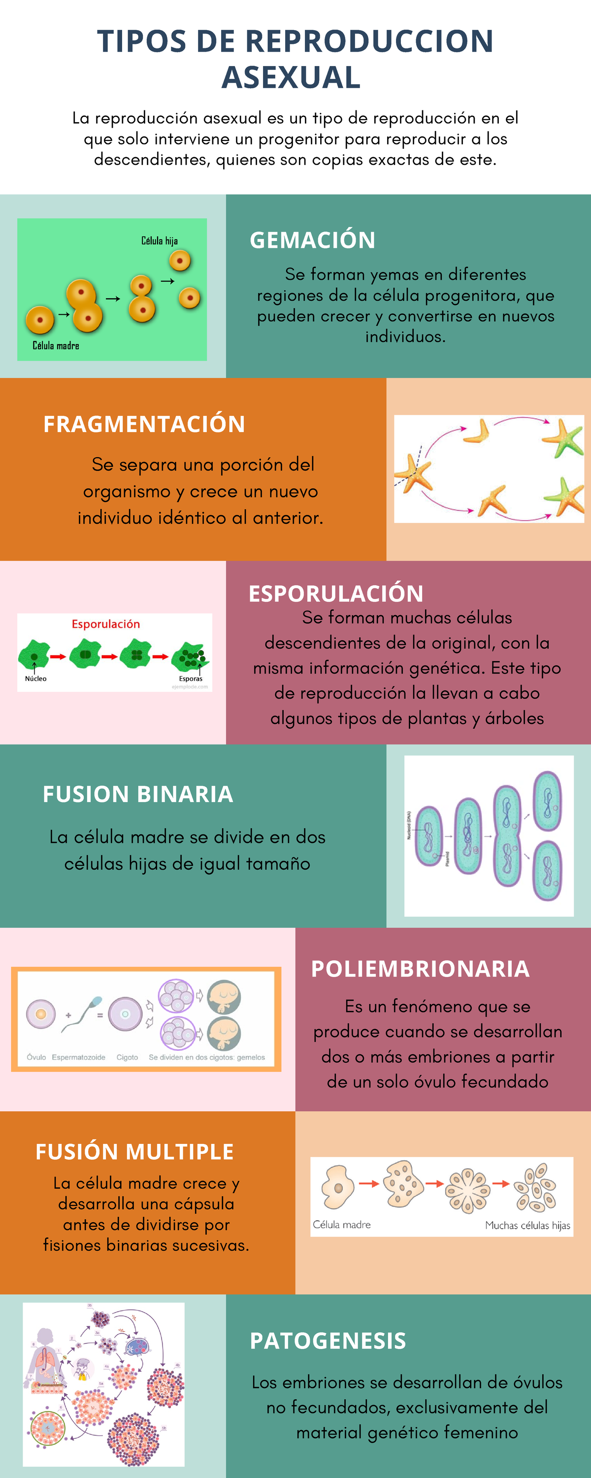 Tipos DE Reproduccion - GEMACIÓN TIPOS DE REPRODUCCION ASEXUAL ...