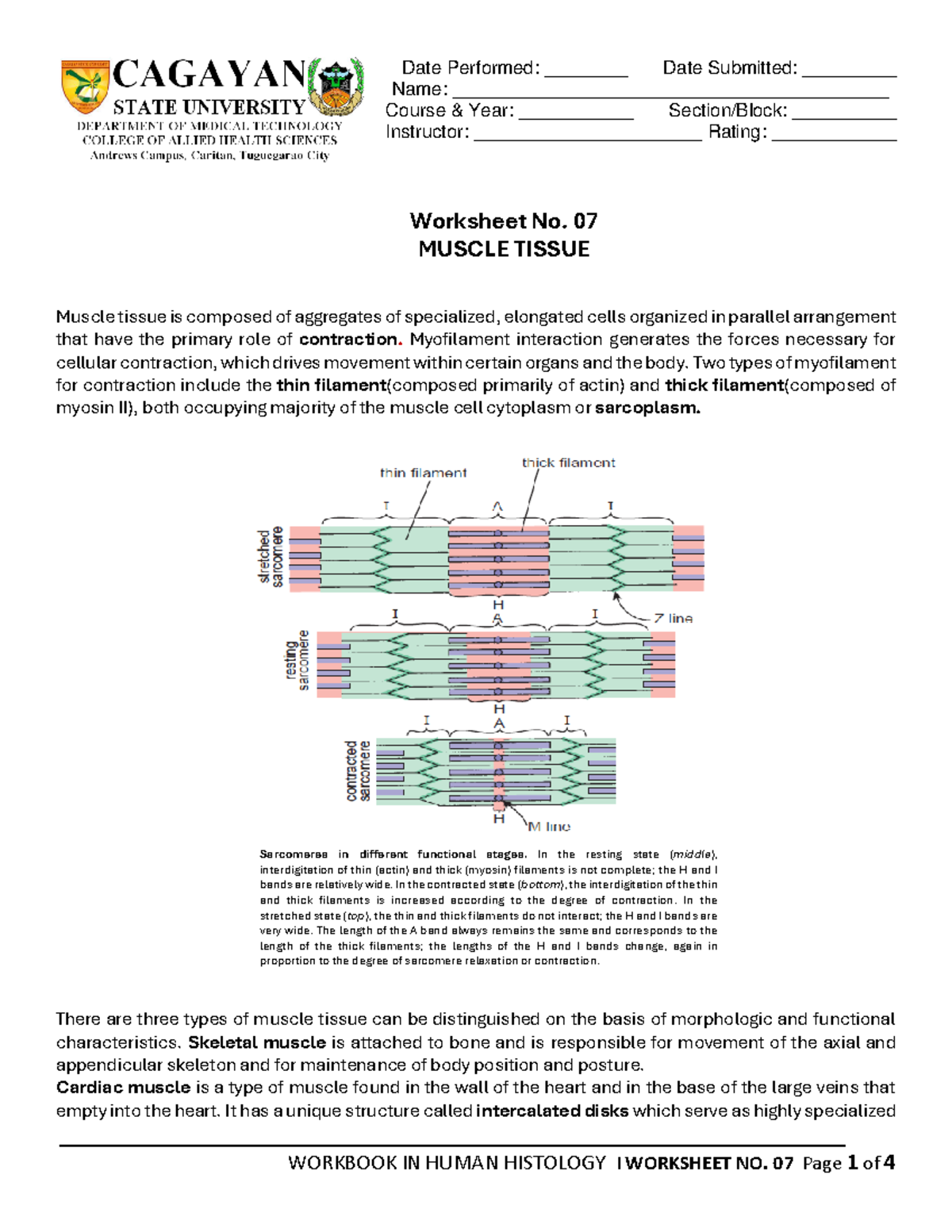 Worksheet NO 07 Muscle Tissue - Date Performed: ________ Date Submitted ...