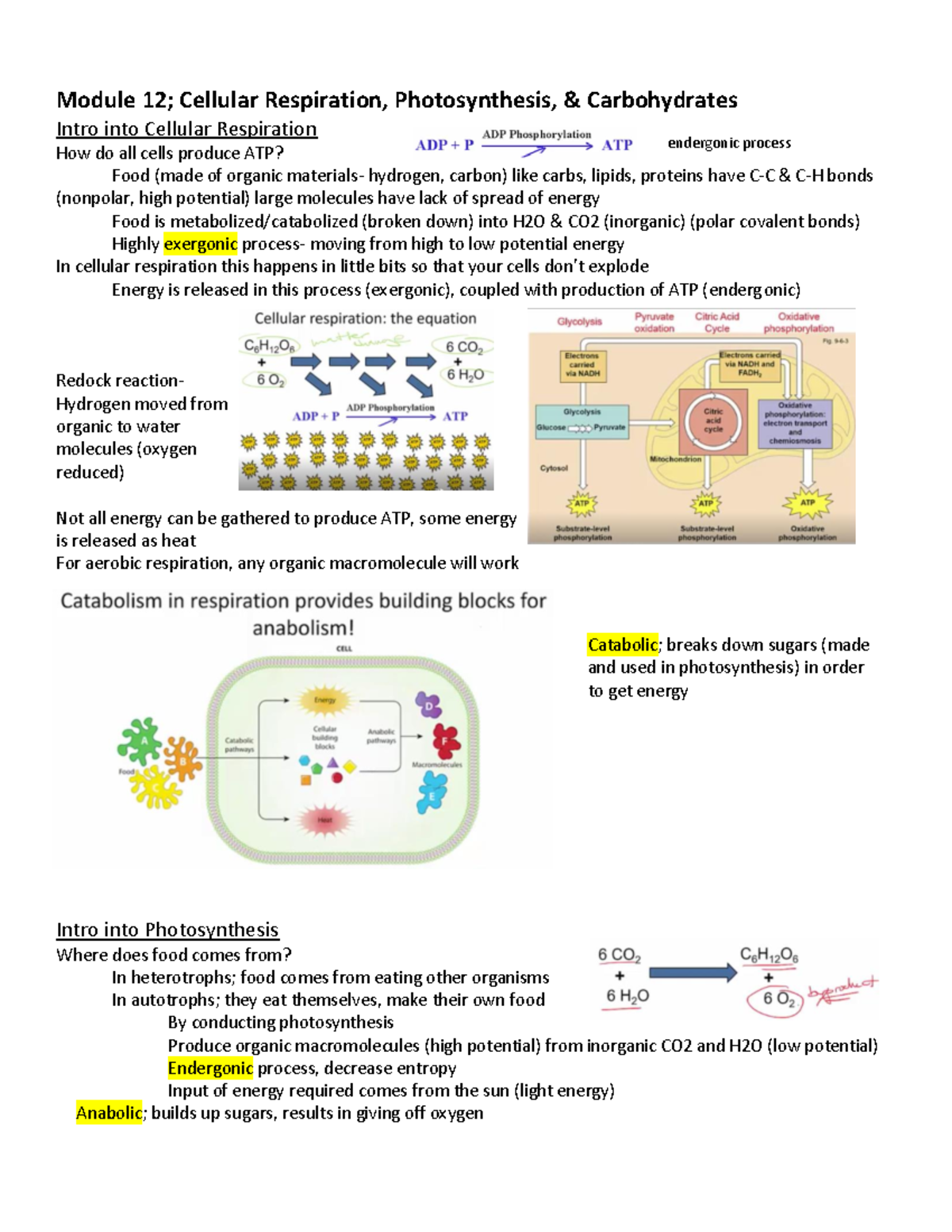 Module 12 Notes- Cellular Respiration, Photosynthesis, and ...