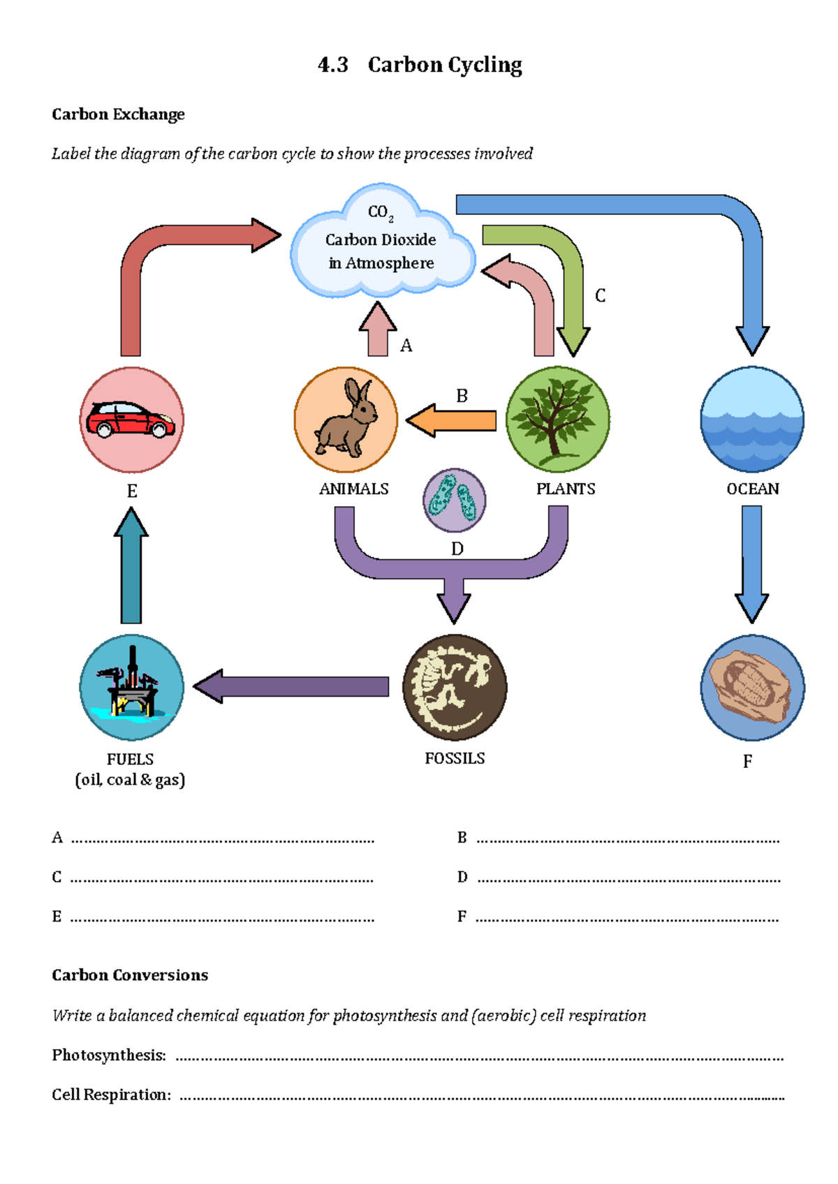 Topic 4.3 worksheet - 4 Carbon Cycling Carbon Exchange Label the ...