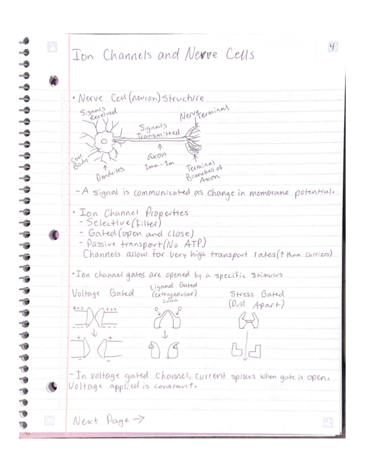 Passive transport(No ATP) - BIOL 213 - Studocu