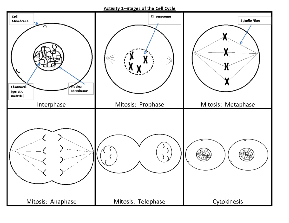 Cell Cycle Mitosis Manipulatives Group Activityand Worksheet Activity