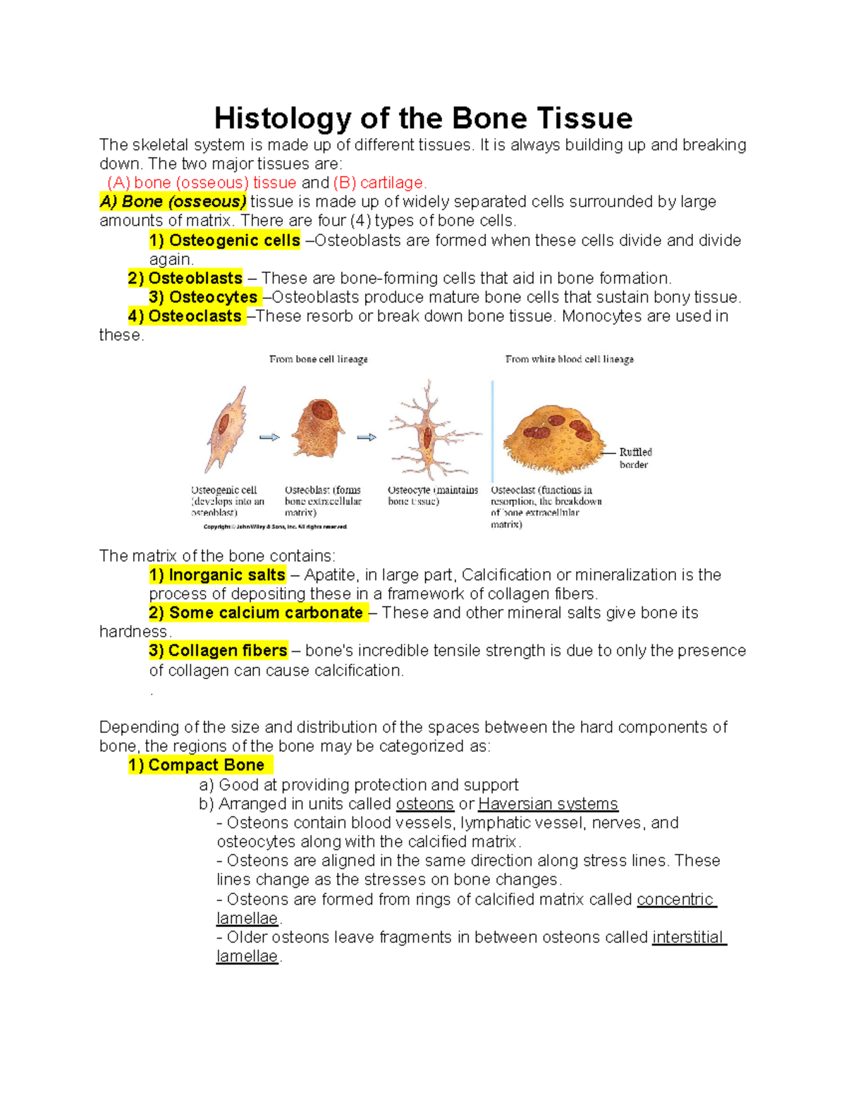 Histology of the Bone Tissue - It is always building up and breaking ...