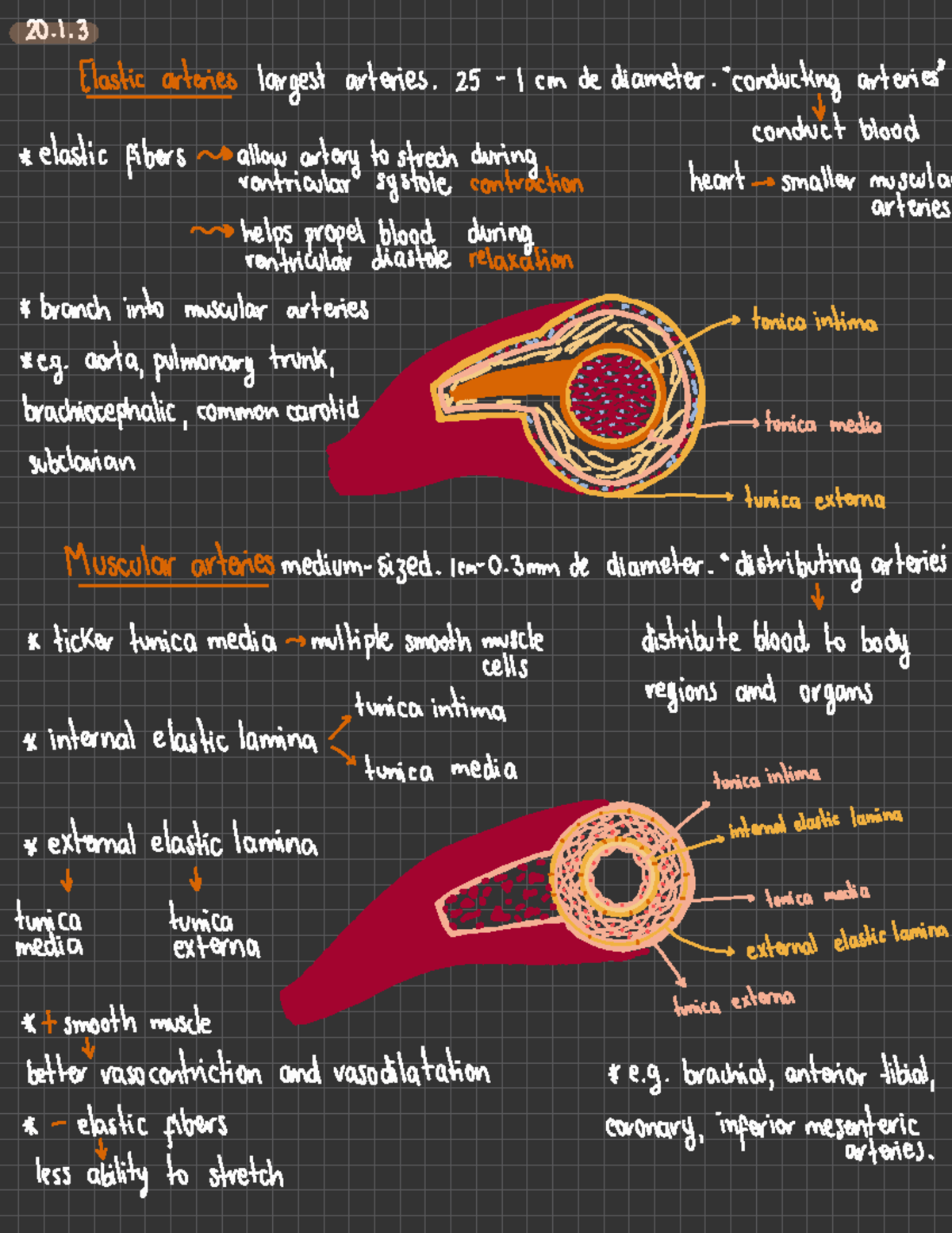 Chapter 20 - Vessels and Circulation - 3 Elastic arteries largest ...
