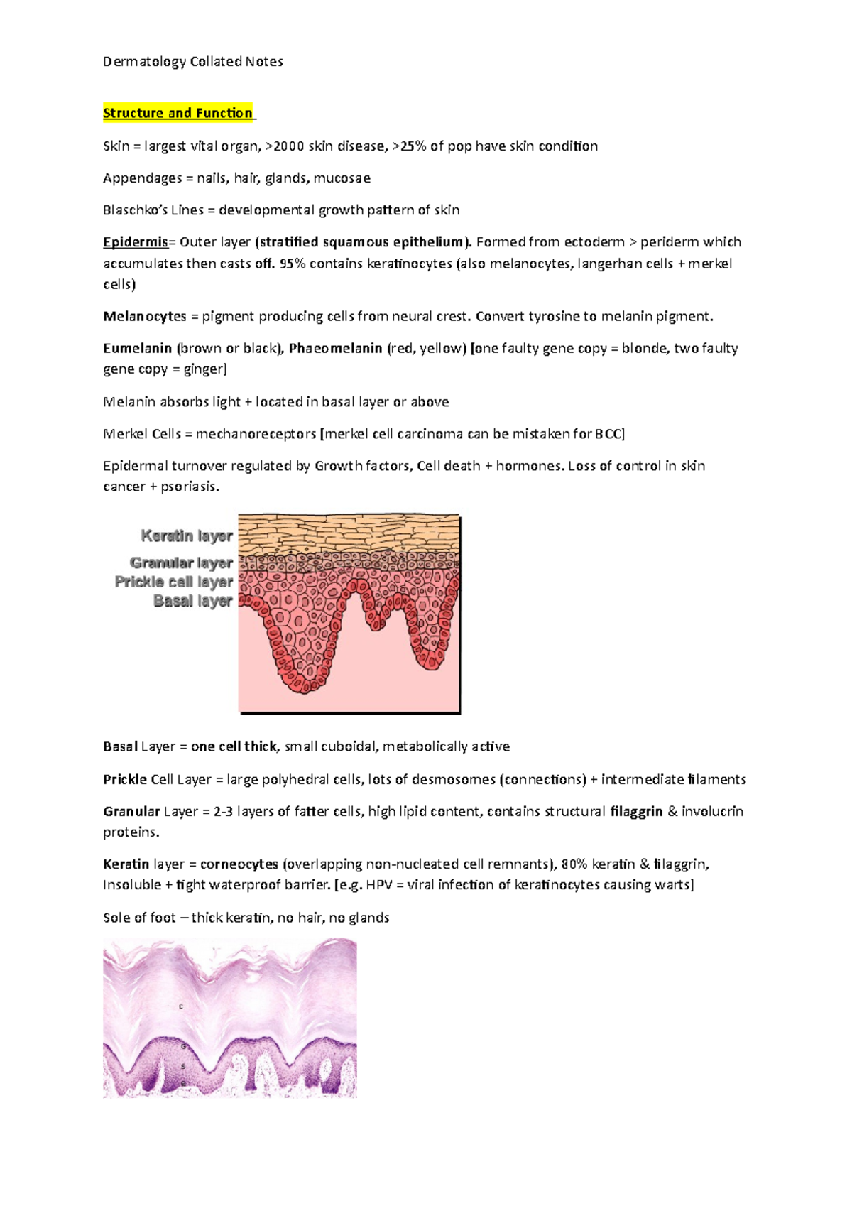 Dermatology Collated Notes - Structure and Function Skin = largest ...