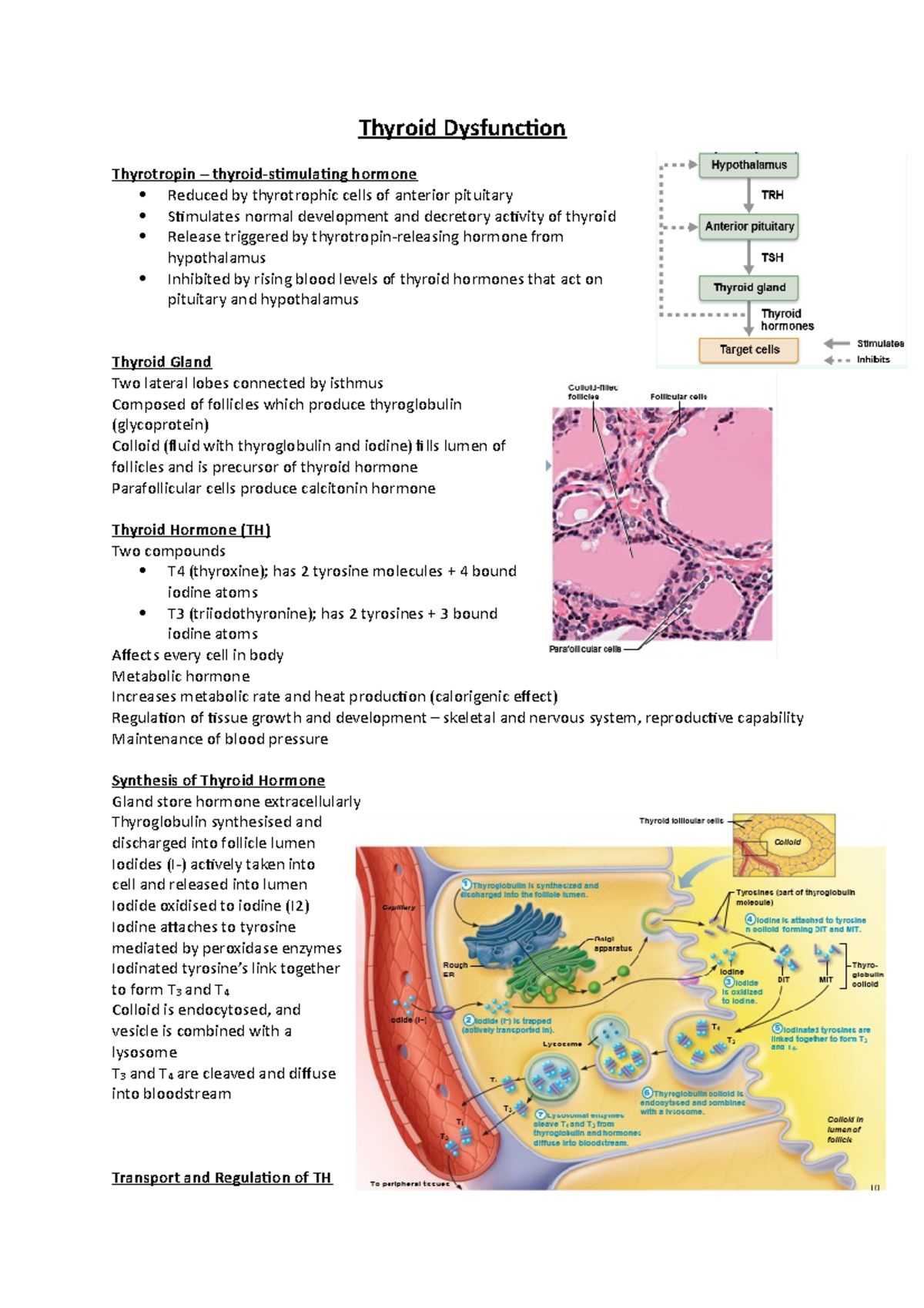 Thyroid Dysfunction - notes - Thyroid Dysfunction Thyrotropin – thyroid ...