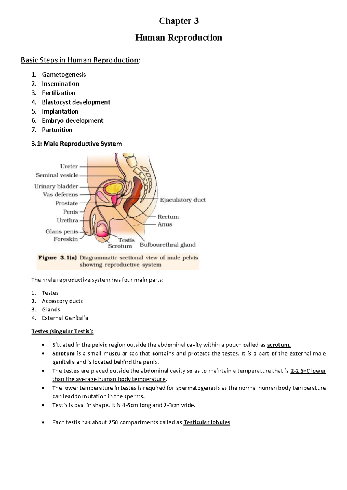 L-2 Human Reproduction - Chapter 3 Human Reproduction Basic Steps in ...