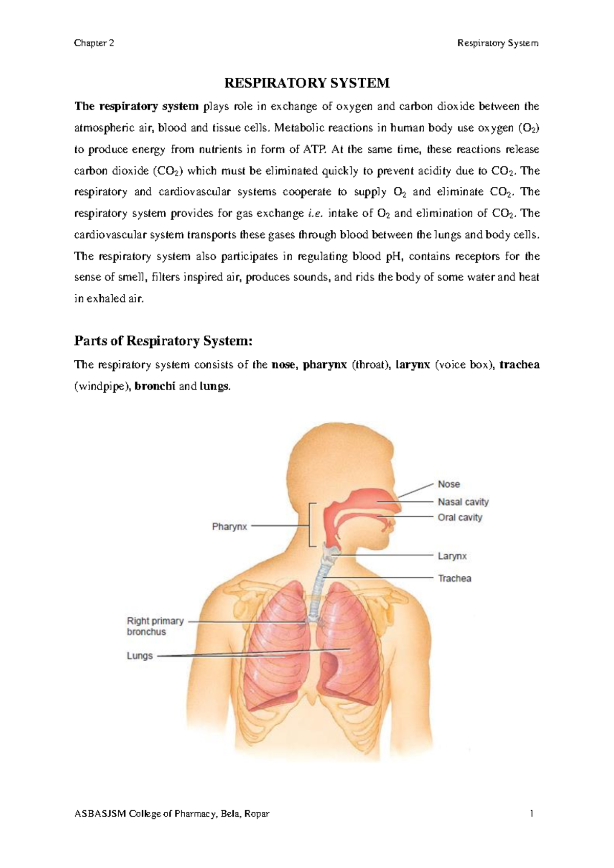 Module 03 - Tutorial Work - RESPIRATORY SYSTEM The respiratory system ...