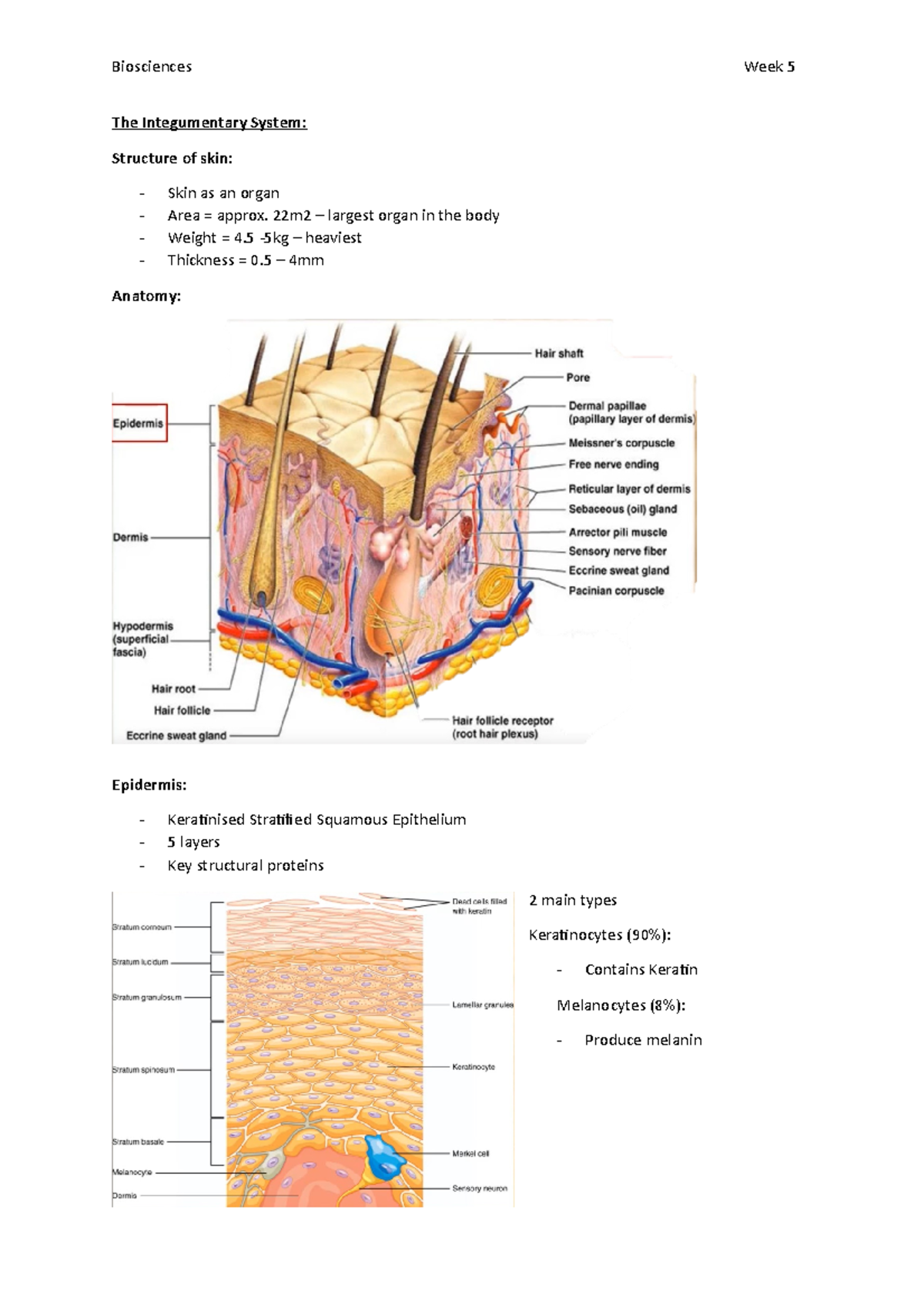 Integumentary sytem - The role and importance of skin - The ...