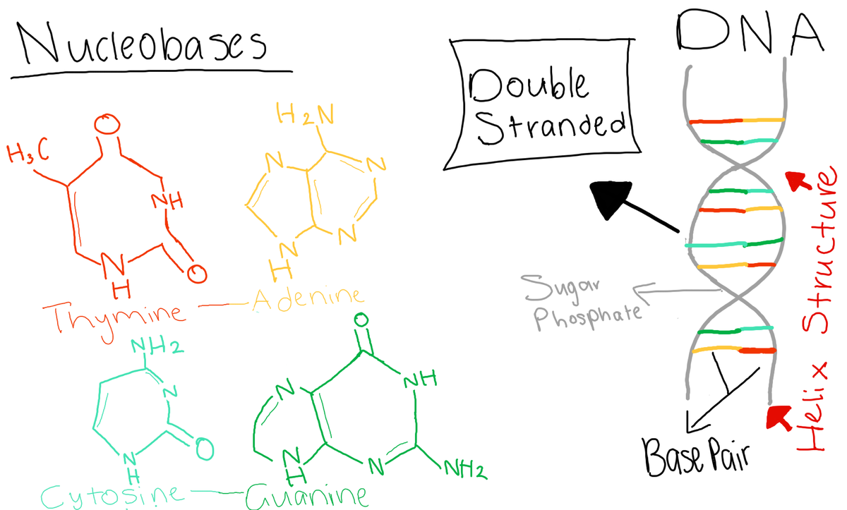 Biology 0202 - Photo Study Guide and Resources - Nucleobases DNA Double ...