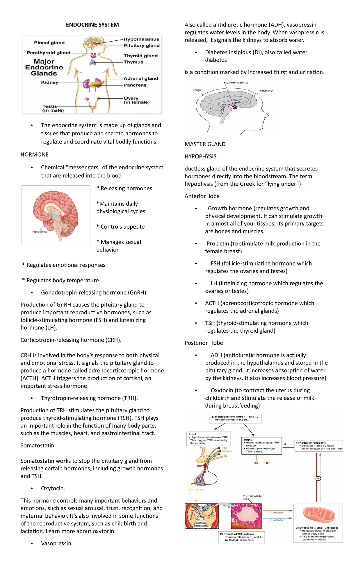 Endocrine System rev - ENDOCRINE SYSTEM The endocrine system is made up ...