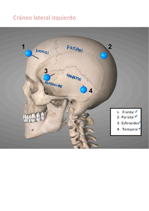 1. SEM1 medula espinal - Histología de la médula espinal Asta Gris ...