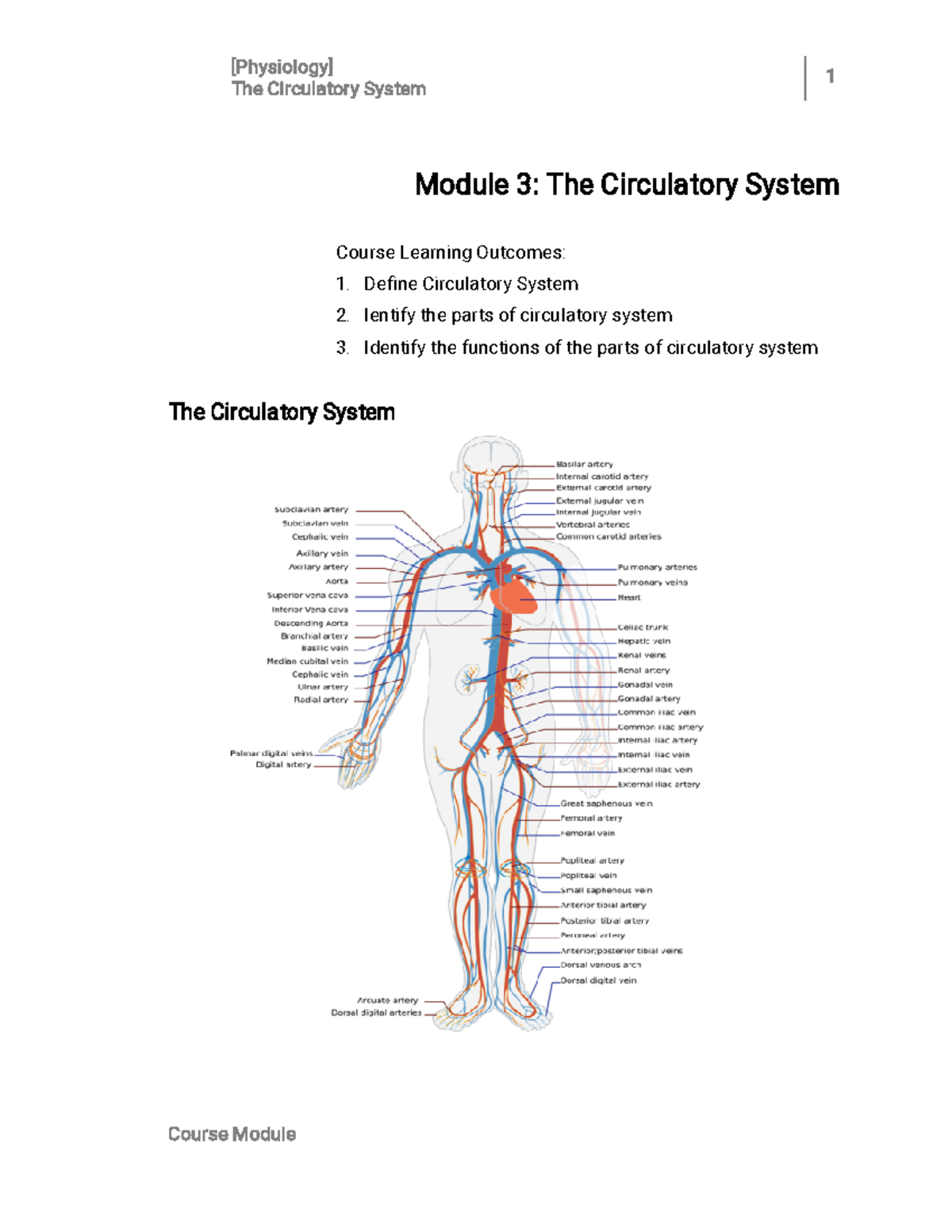 Lesson 3 — THE Circulatory System - T h e C i r c u l a t o r y S y s t ...