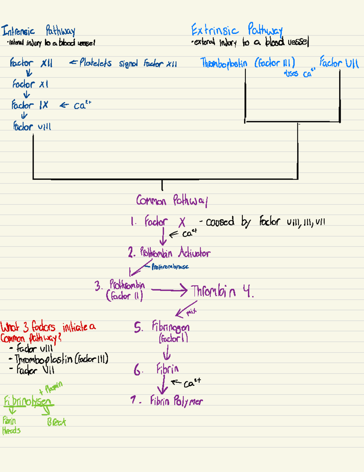 Cardiovascular System - Intrinsic Pathway Extrinsic Pathway intend ...