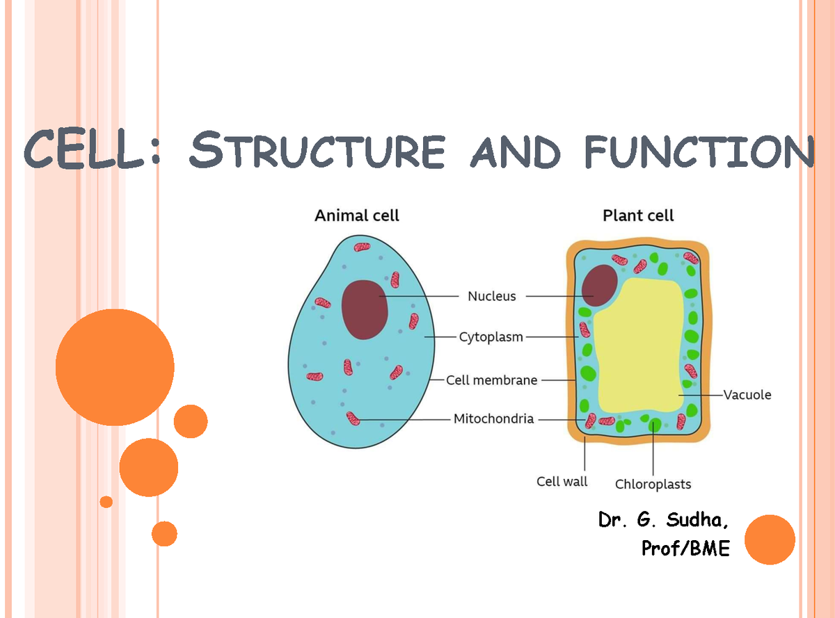 Cell-structure function - CELL: STRUCTURE AND FUNCTION Dr. G. Sudha ...