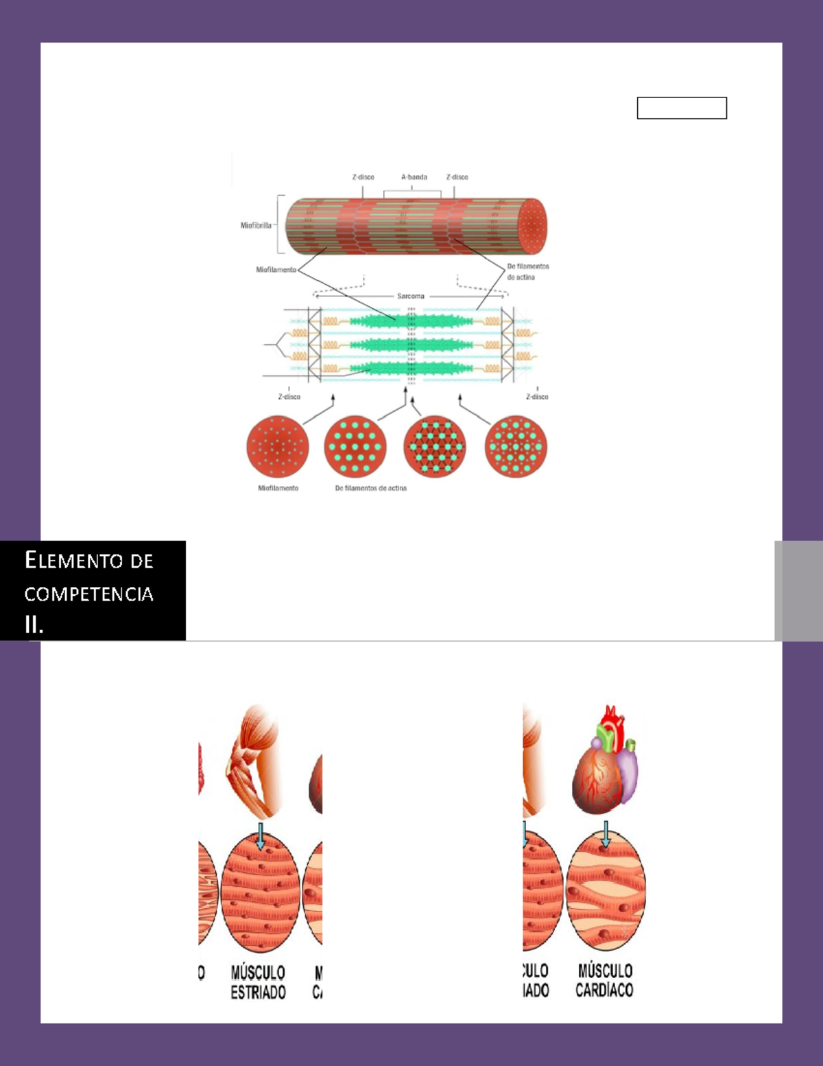 Sarcomero - Unidad funcional de las mioibrillas, sarcómero y ...