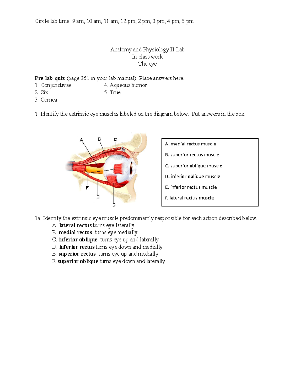 A&P II lab eye anatomy - Circle lab time: 9 am, 10 am, 11 am, 12 pm, 2 ...