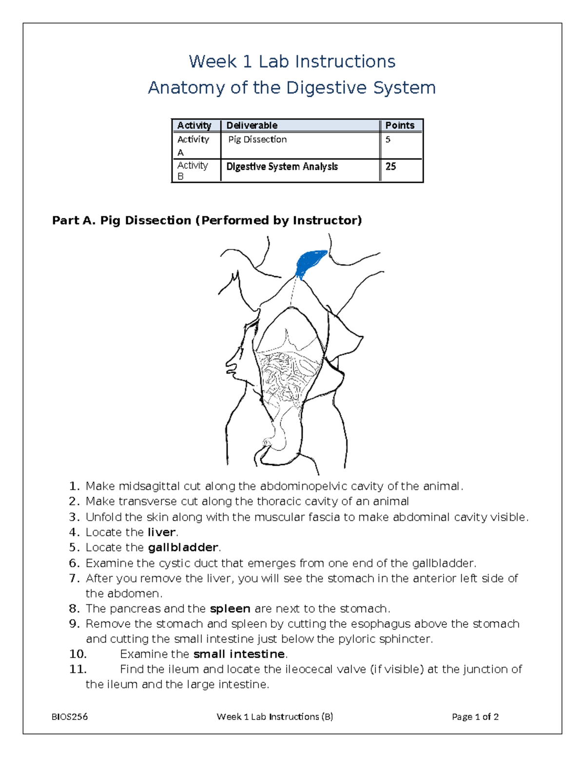 Week 1 Lab May 2021 - Lab - Week 1 Lab Instructions Anatomy of the Digestive System Activity ...