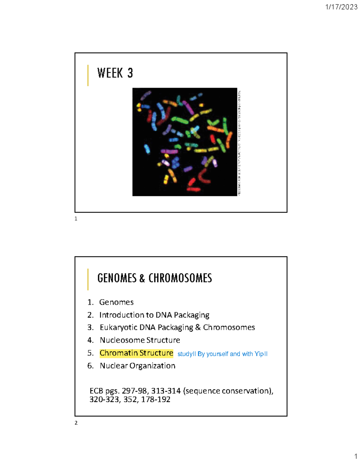 S1L3 Two Slides - WEEK 3 GENOMES & CHROMOSOMES 1. Genomes 2 ...